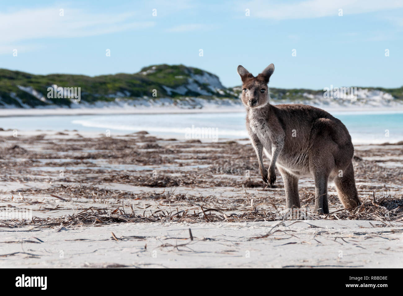 Wild kangaroo on the beach in Australia Stock Photo - Alamy