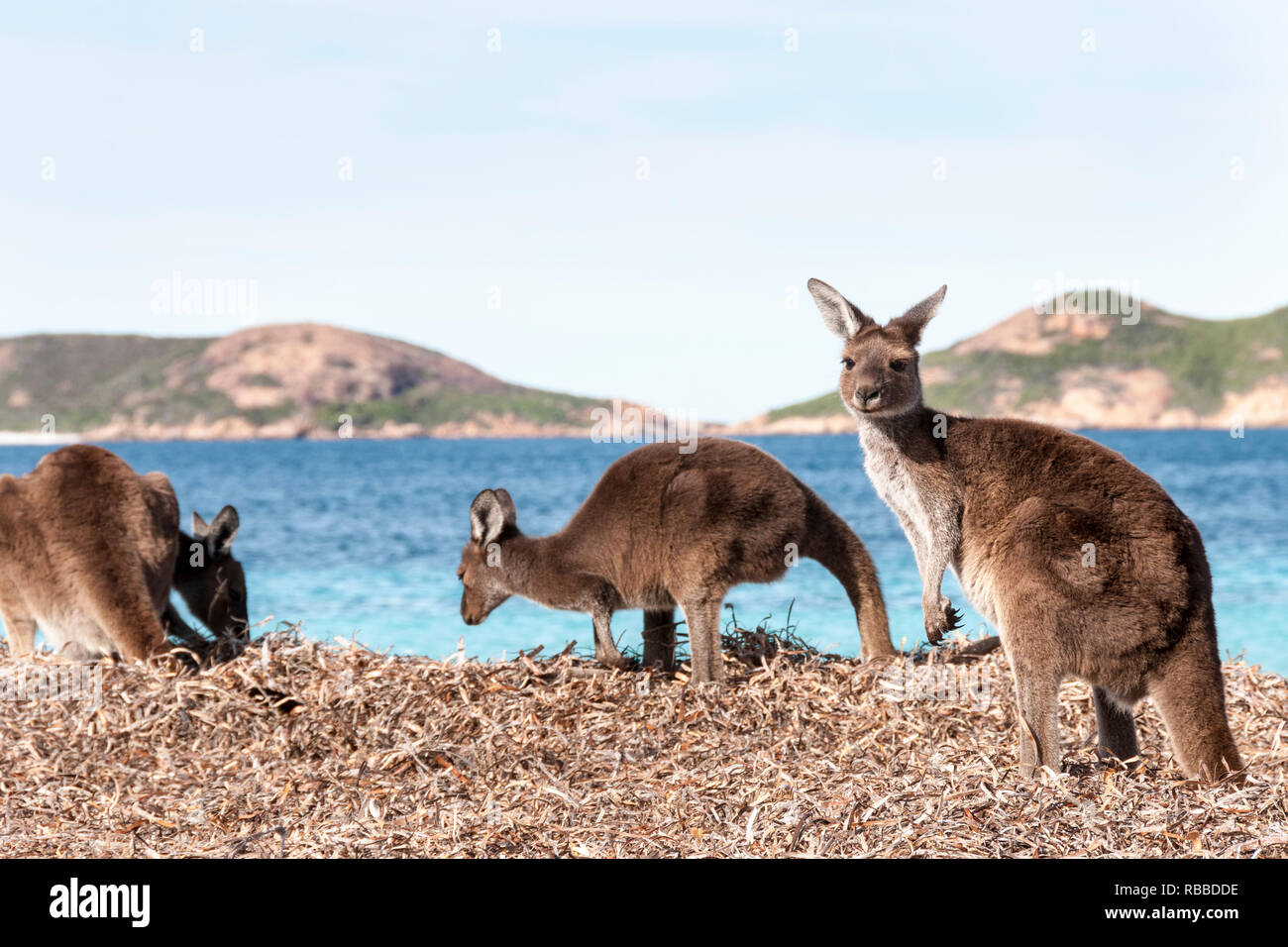 Wild kangaroo on the beach in Australia Stock Photo - Alamy