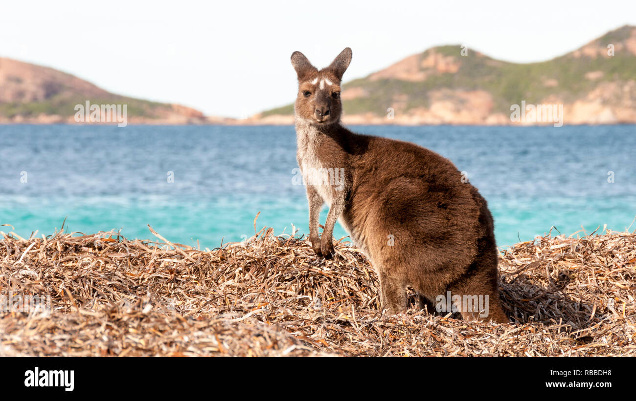 Wild kangaroo on the beach in Australia Stock Photo - Alamy