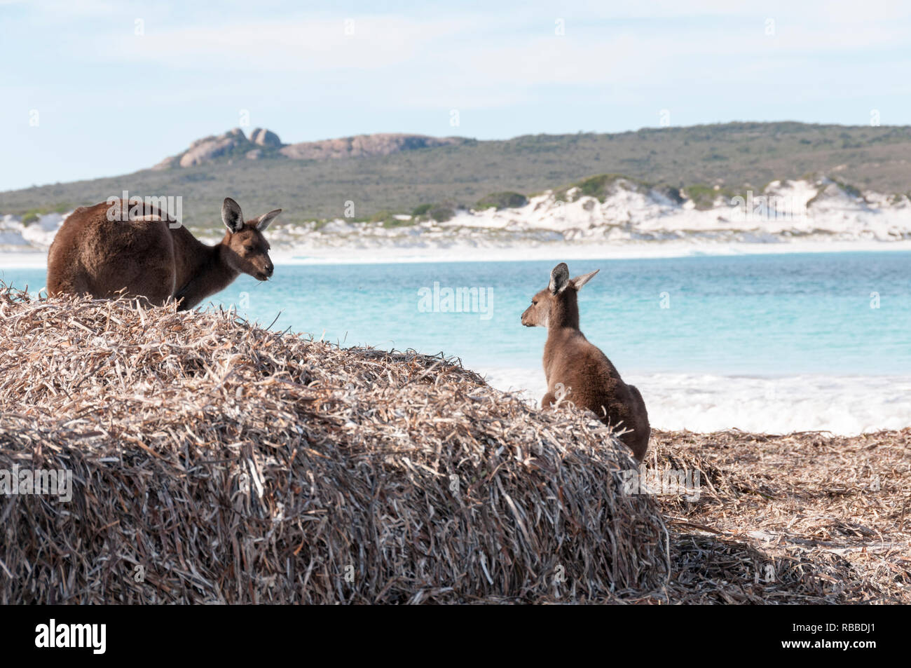 Wild kangaroo on the beach in Australia Stock Photo - Alamy