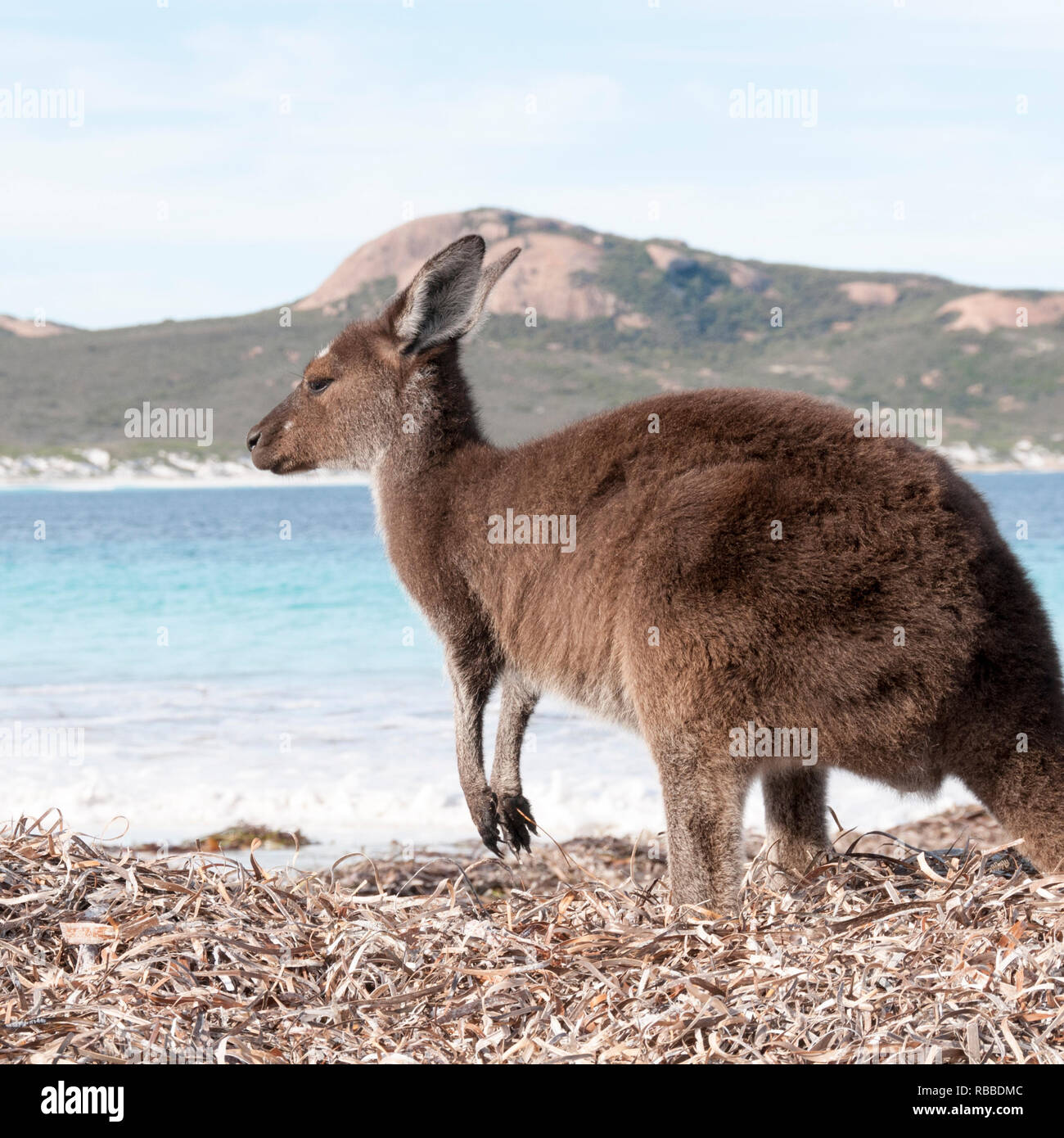 Wild kangaroo on the beach in Australia Stock Photo - Alamy