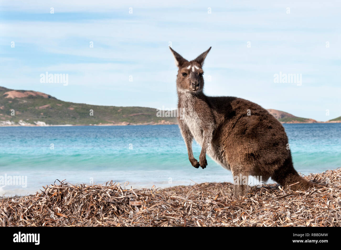Wild kangaroo on the beach in Australia Stock Photo - Alamy