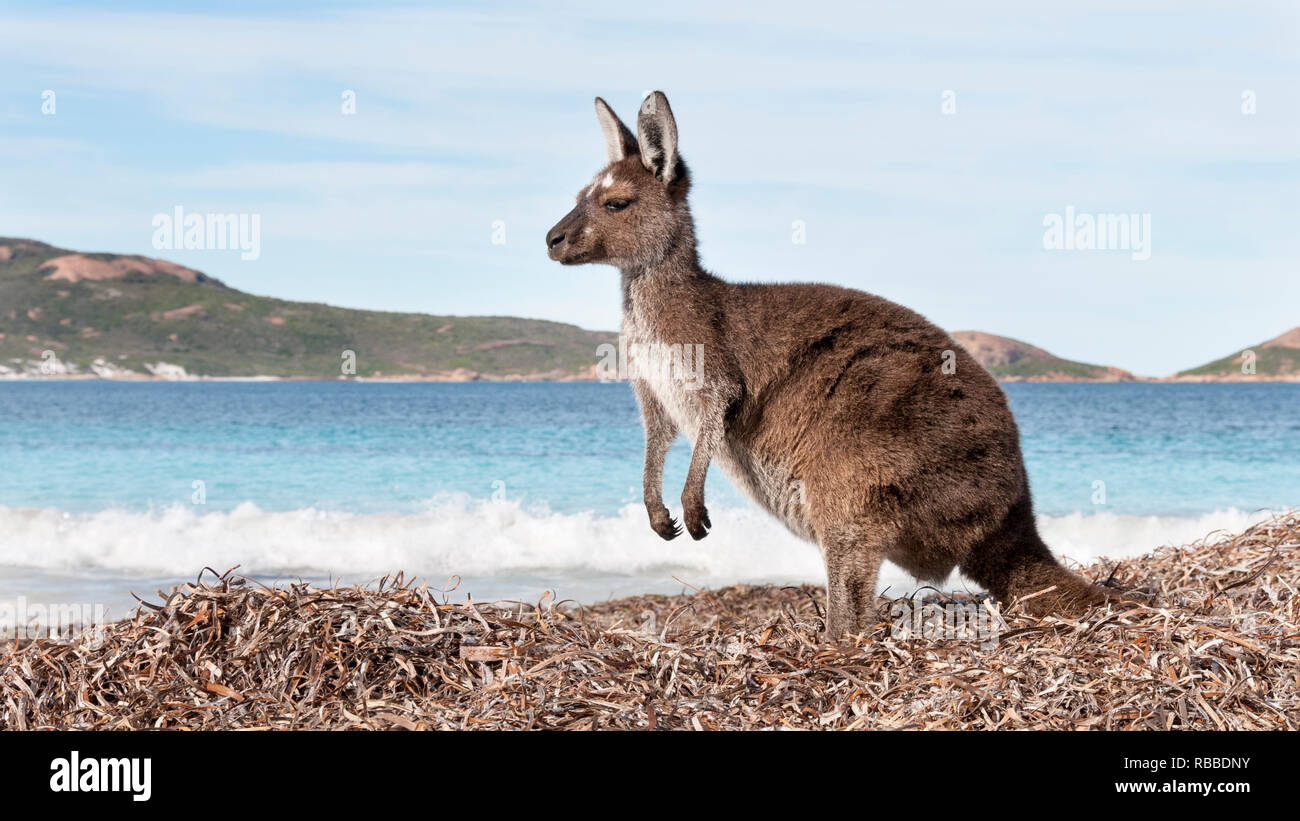 Wild kangaroo on the beach in Australia Stock Photo - Alamy
