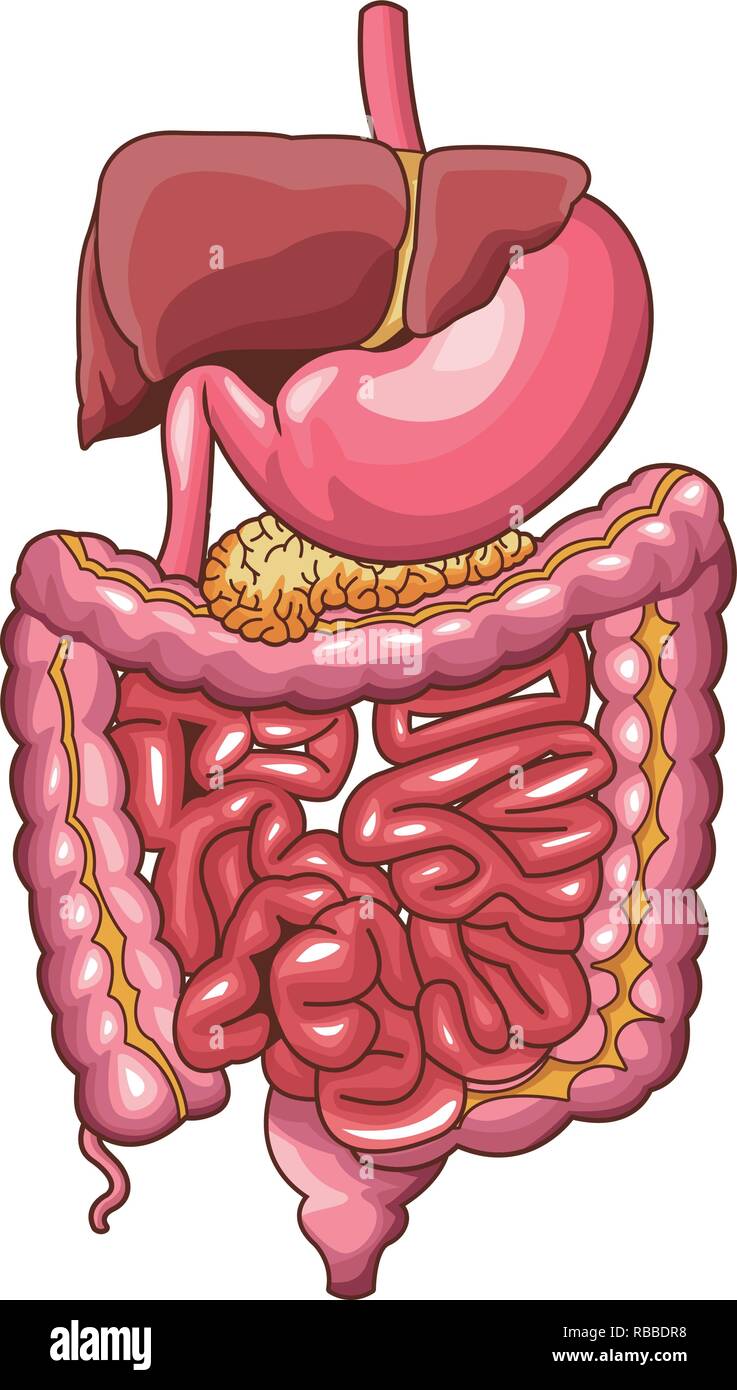 Stomach Liver Pancreas Stock Photos & Stomach Liver Pancreas Stock ...