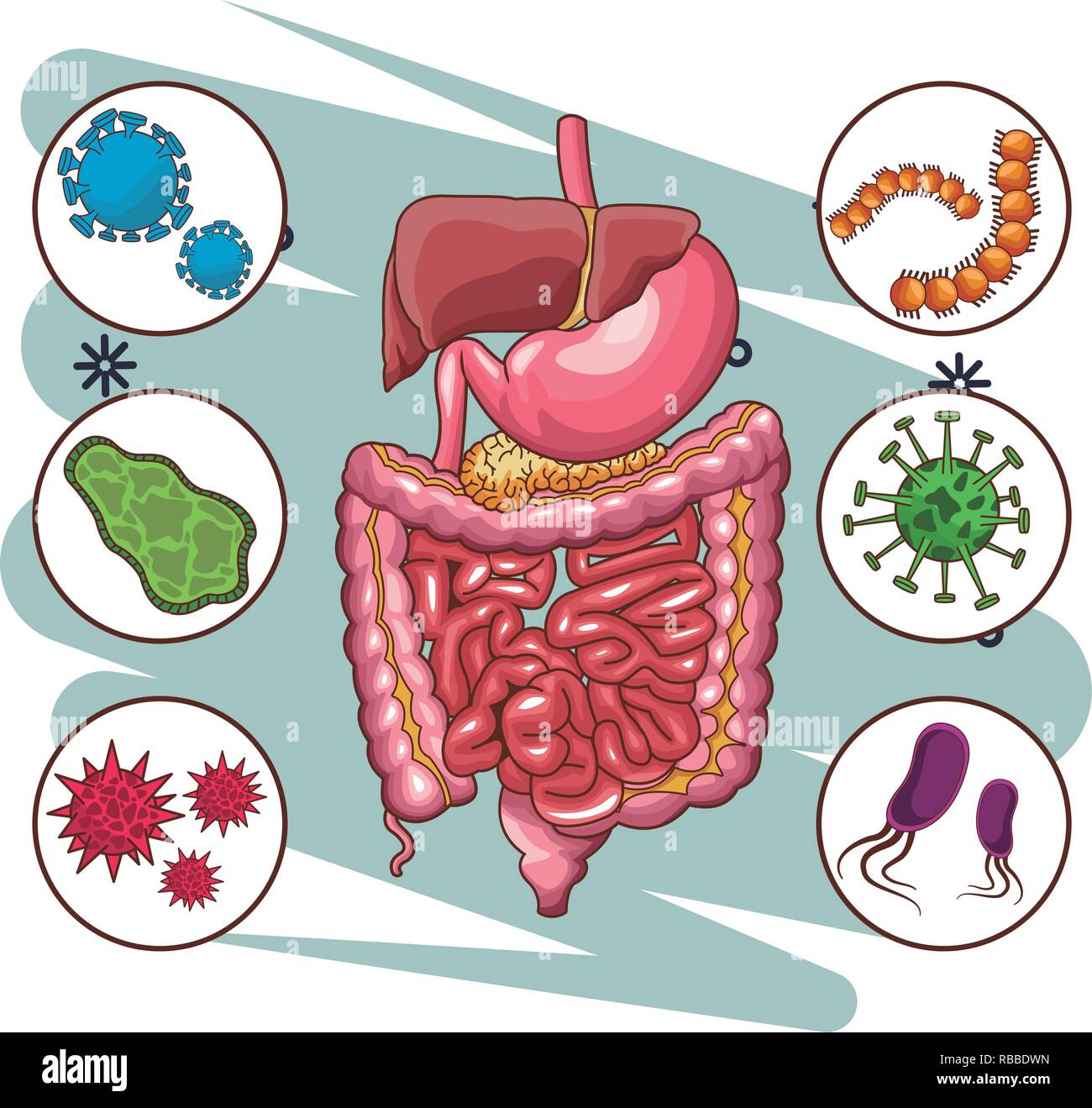 anatomy human organ cartoon Stock Vector Image & Art - Alamy