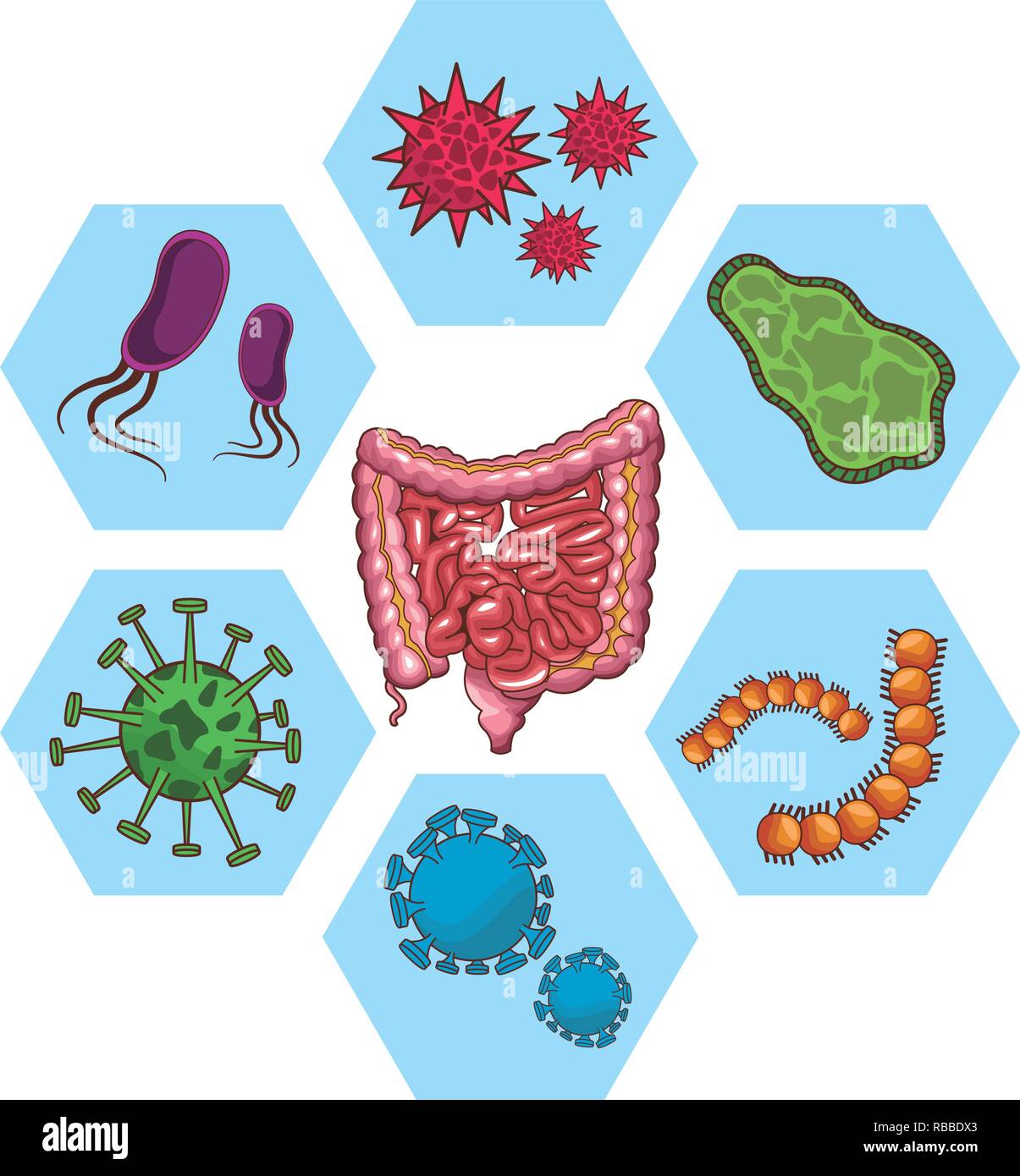 Large intestine anatomy structure Stock Vector Images - Alamy