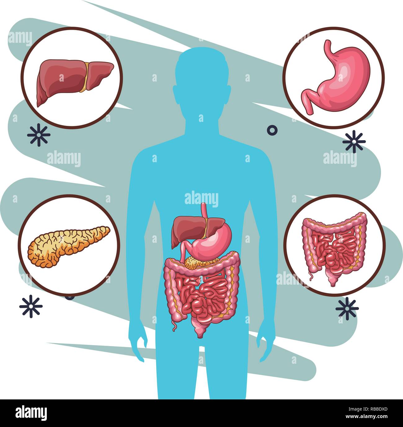 anatomy human organ cartoon Stock Vector Image & Art - Alamy