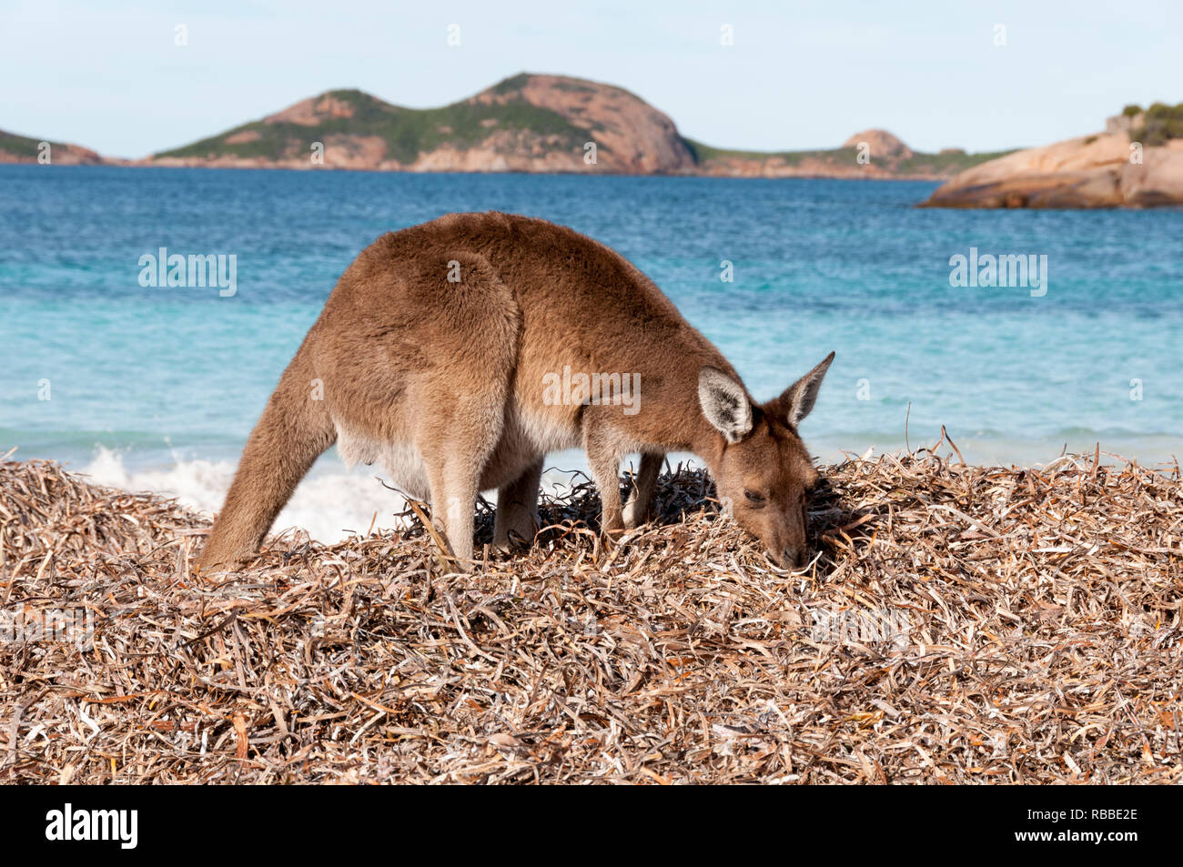 Wild kangaroo on the beach in Australia Stock Photo - Alamy