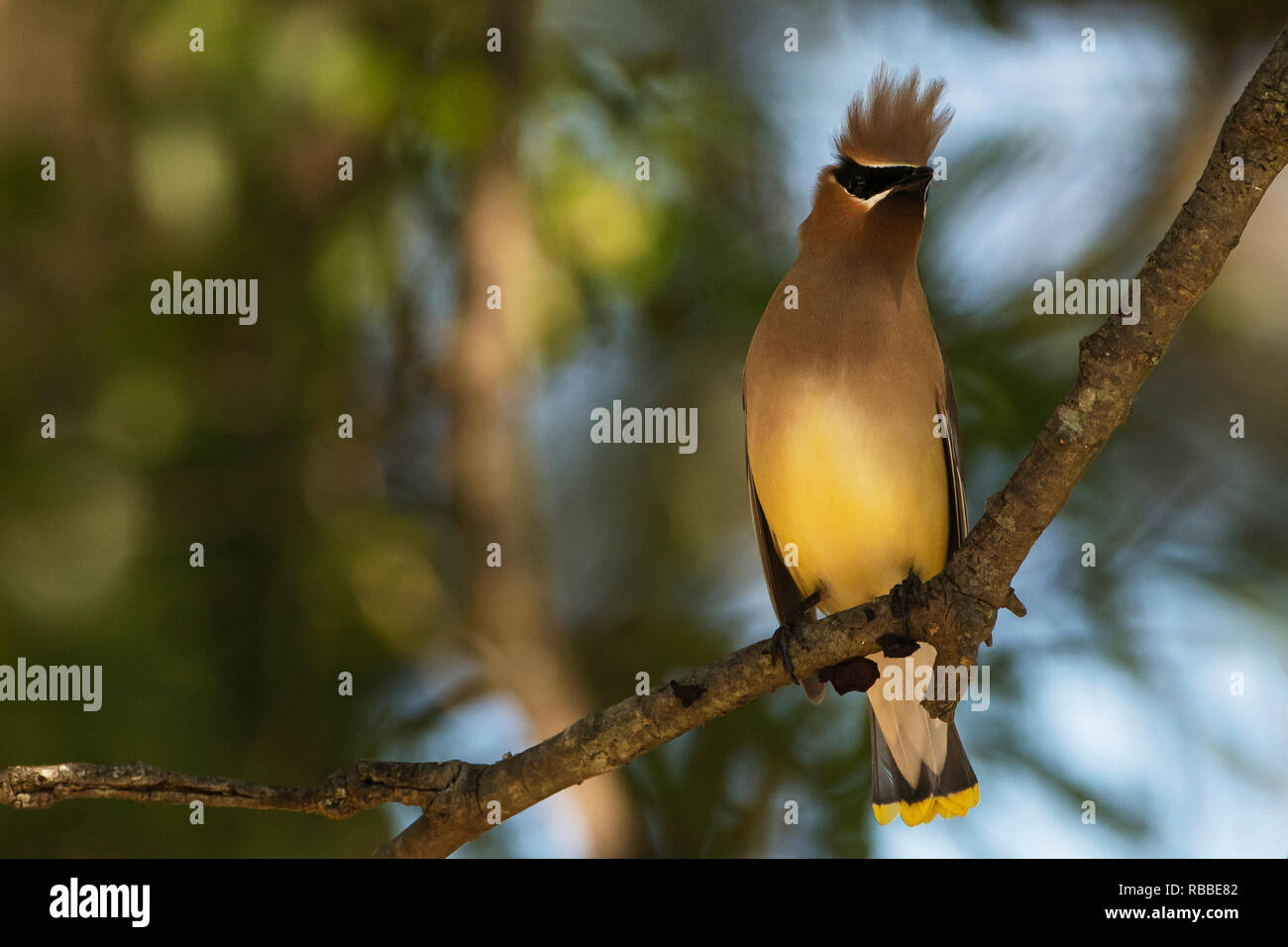 Mid june hi-res stock photography and images - Alamy