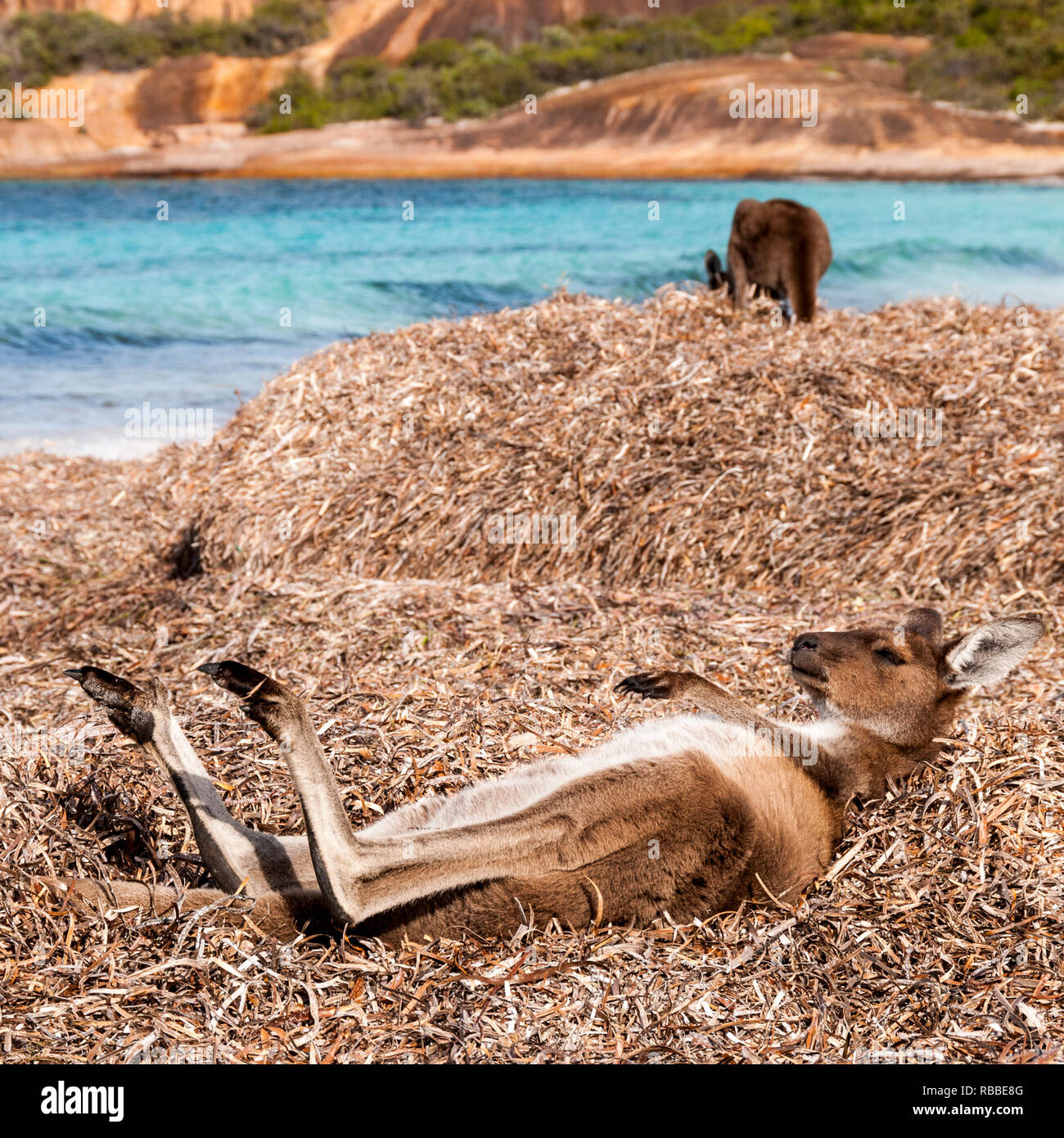 Wild kangaroo on the beach in Australia Stock Photo - Alamy