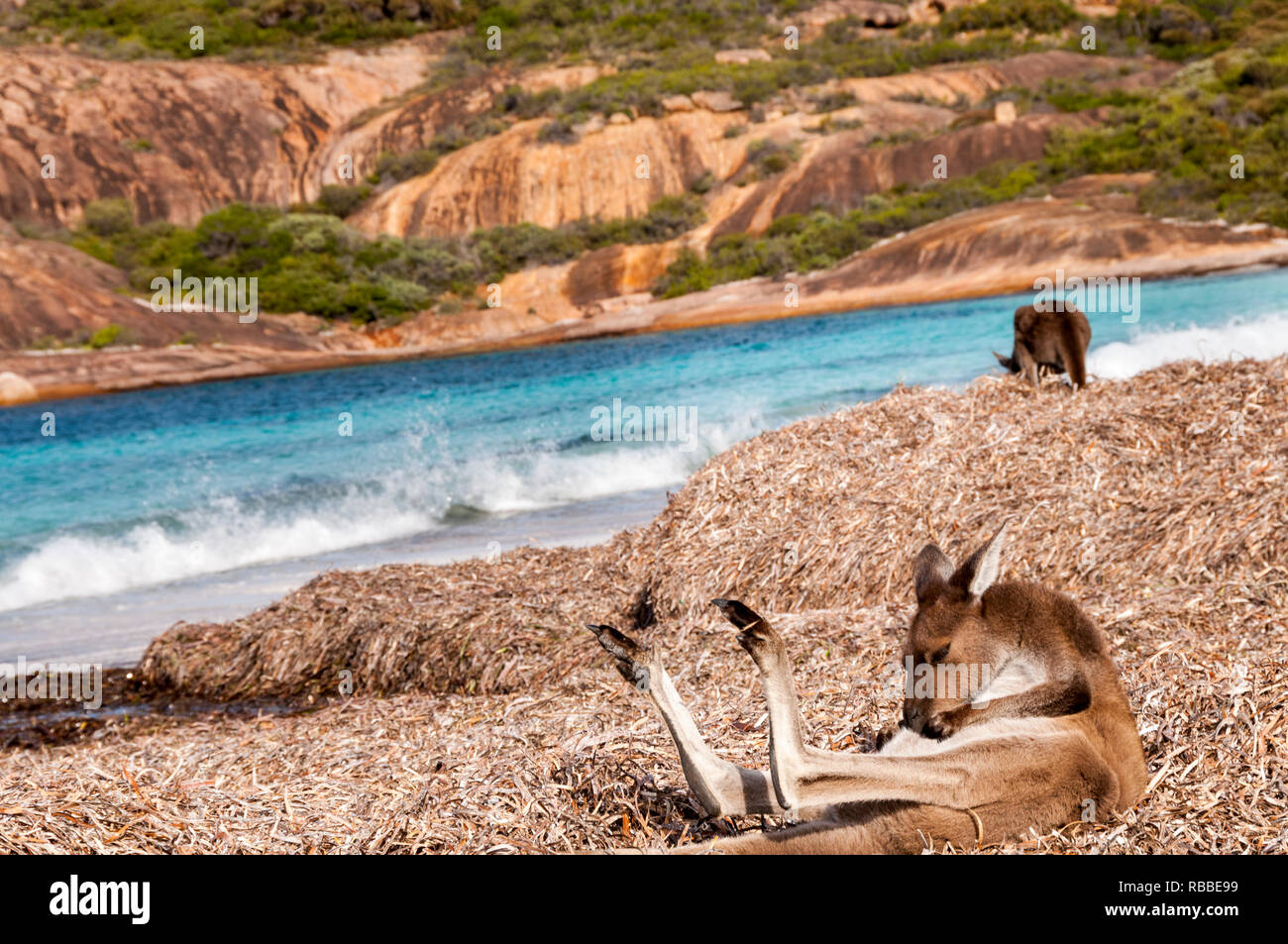 Wild kangaroo on the beach in Australia Stock Photo - Alamy