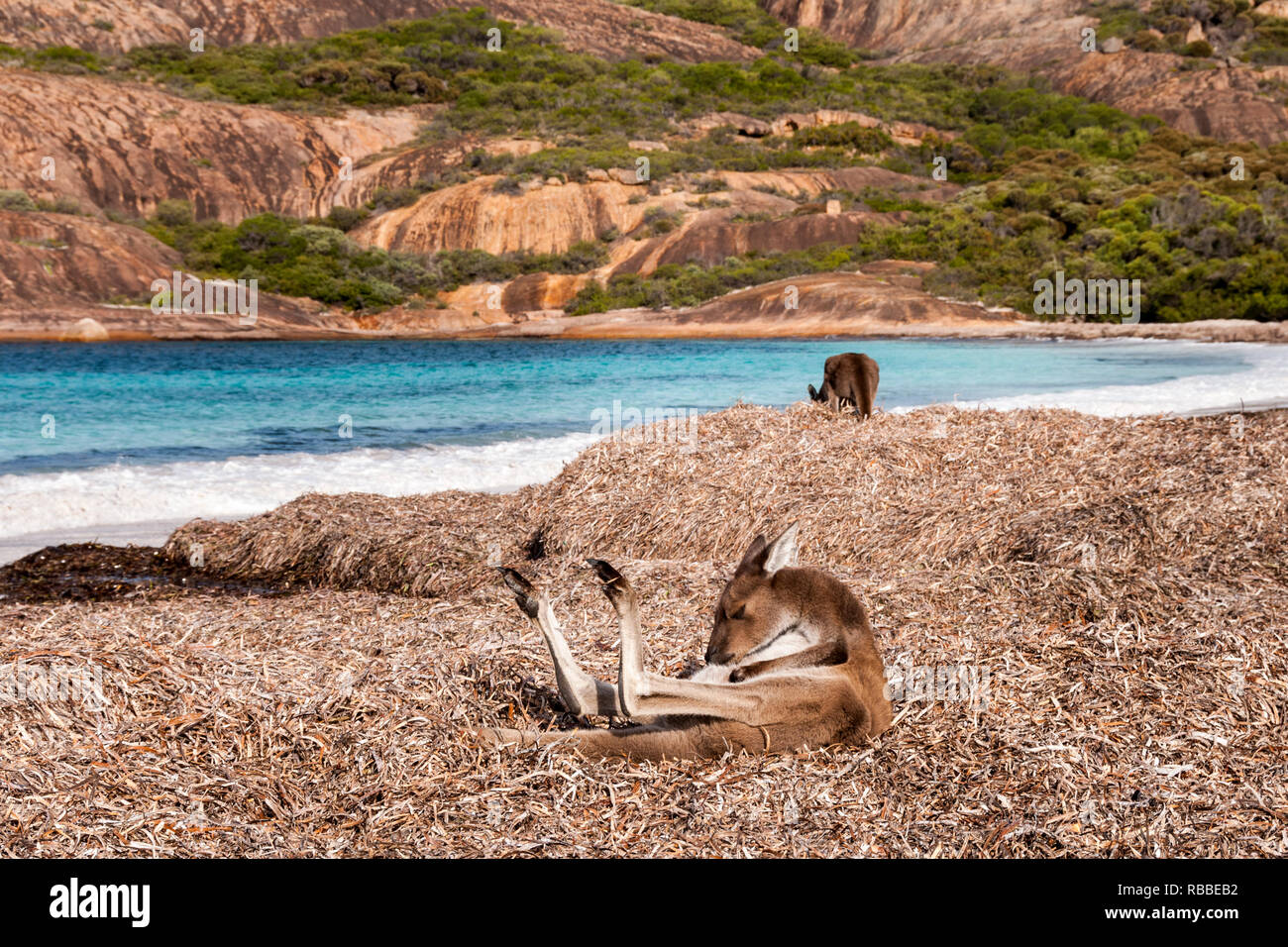 Wild kangaroo on the beach in Australia Stock Photo - Alamy