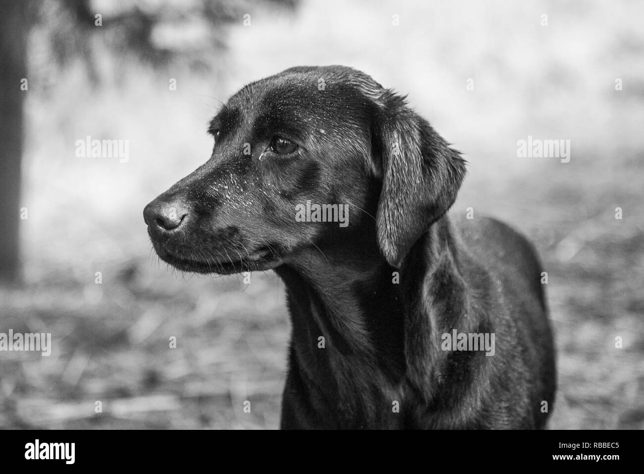 Black Labrador working dog outside at a pheasant shoot, black labrador ...