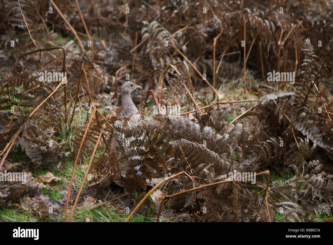 Hen pheasant hiding in fern undergrowth, during pheasant shoot season ...