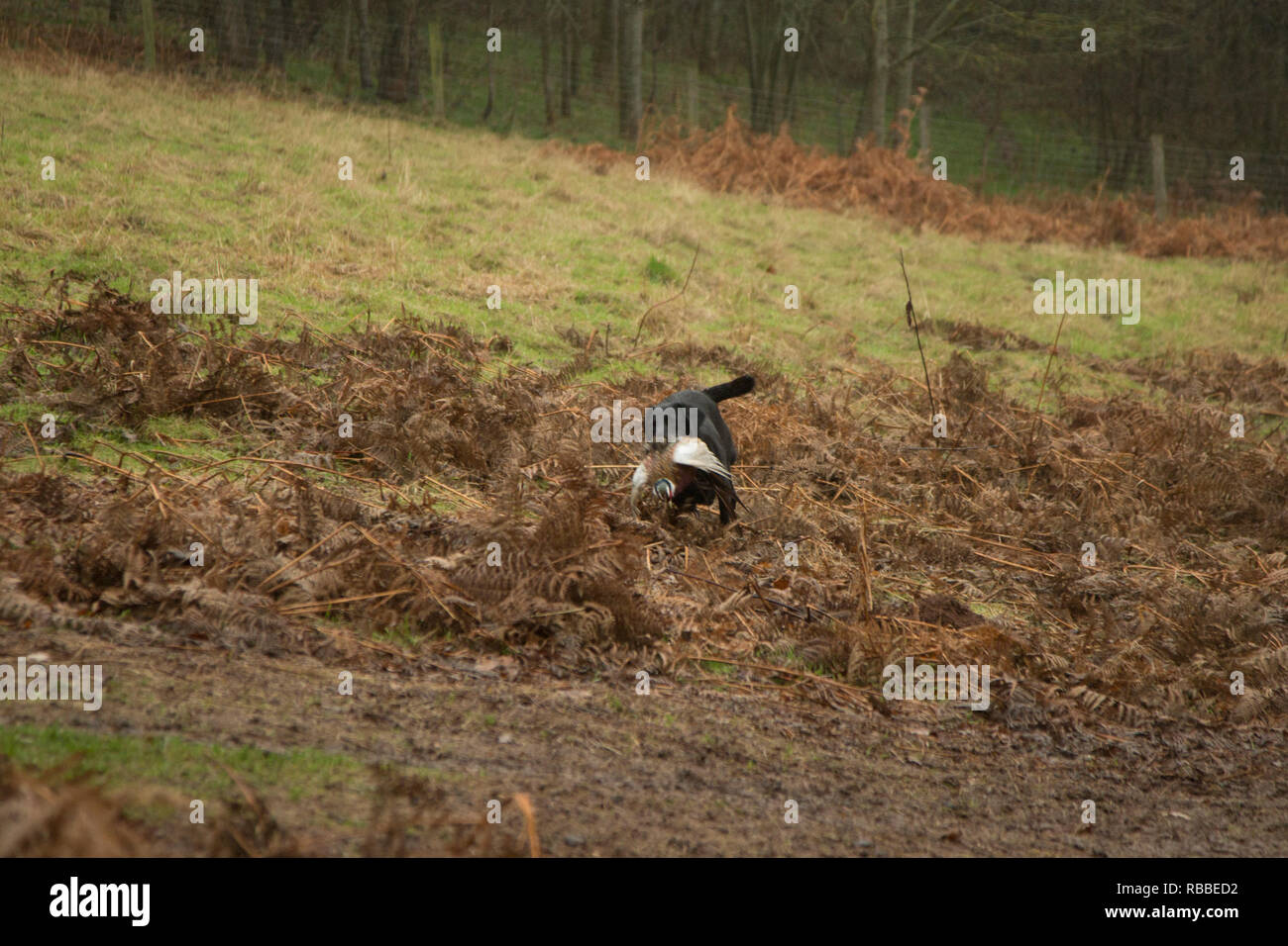 Black lab pheasant hi-res stock photography and images - Alamy