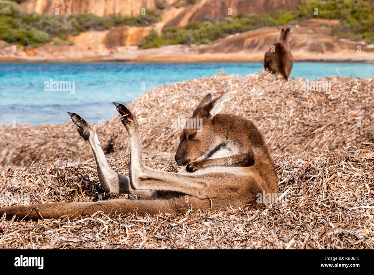 Wild kangaroo on the beach in Australia Stock Photo - Alamy