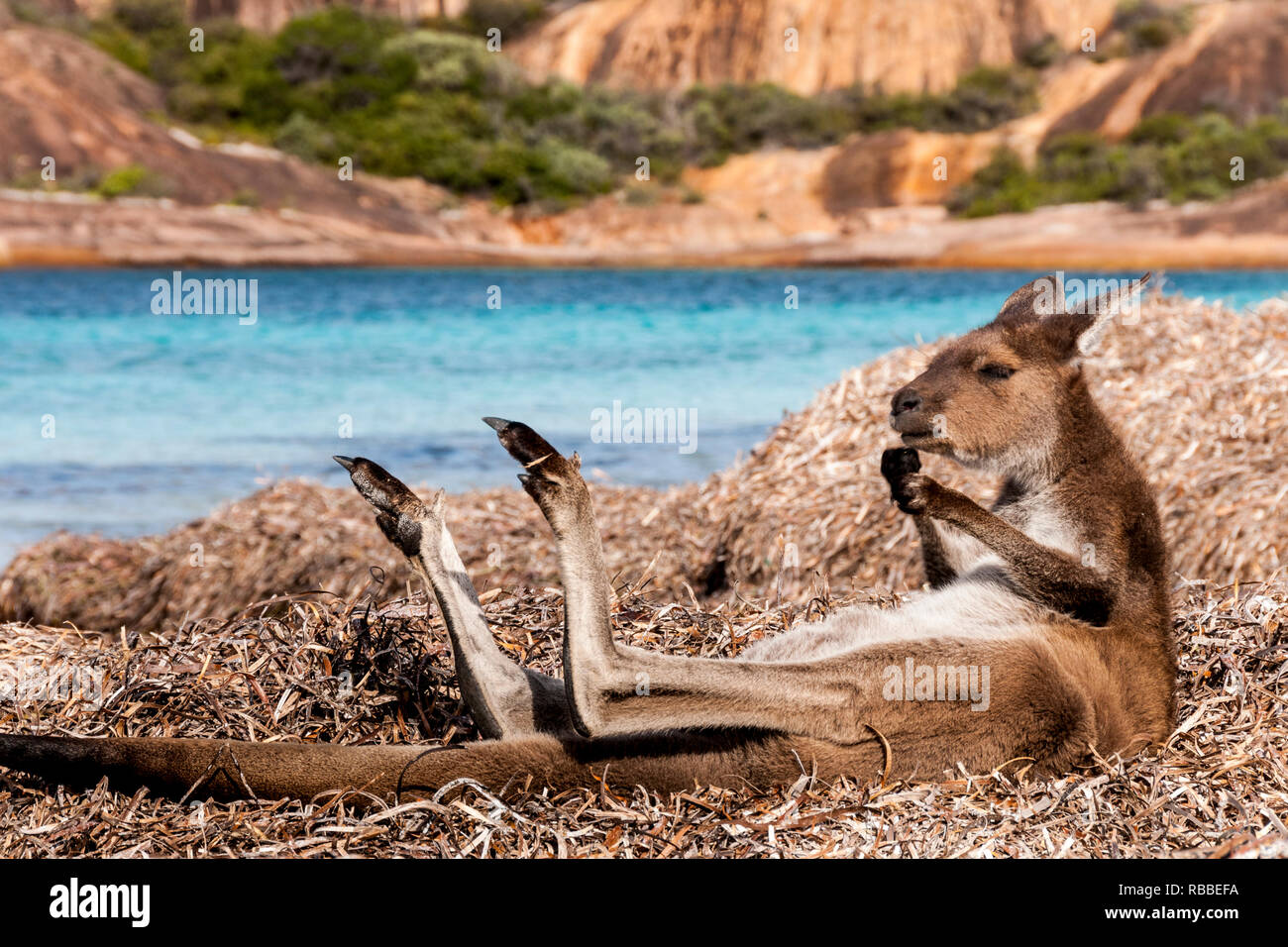 Wild kangaroo on the beach in Australia Stock Photo - Alamy
