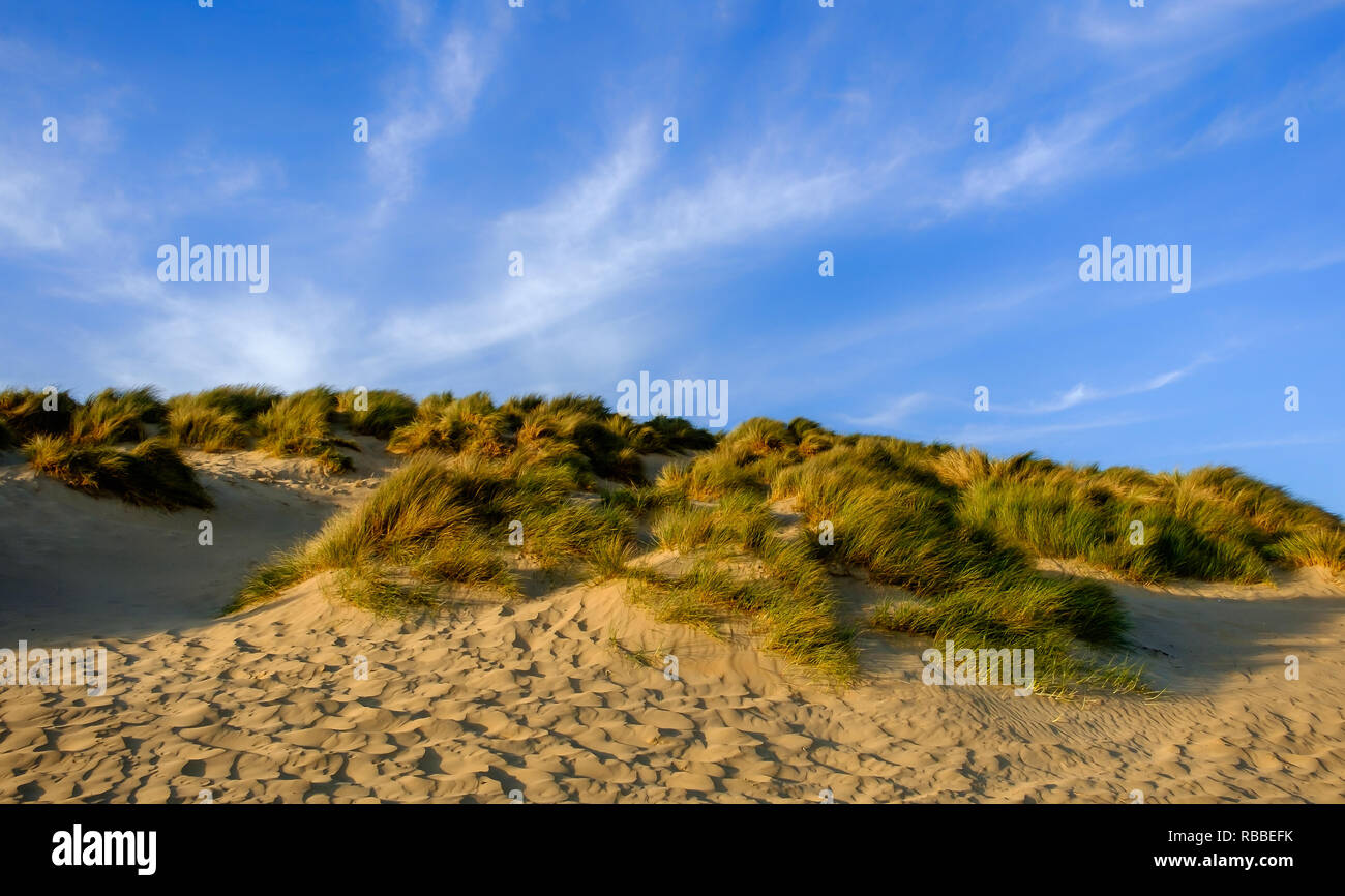 Close up on Camber Sands Beach dune, East Sussex, UK Stock Photo - Alamy