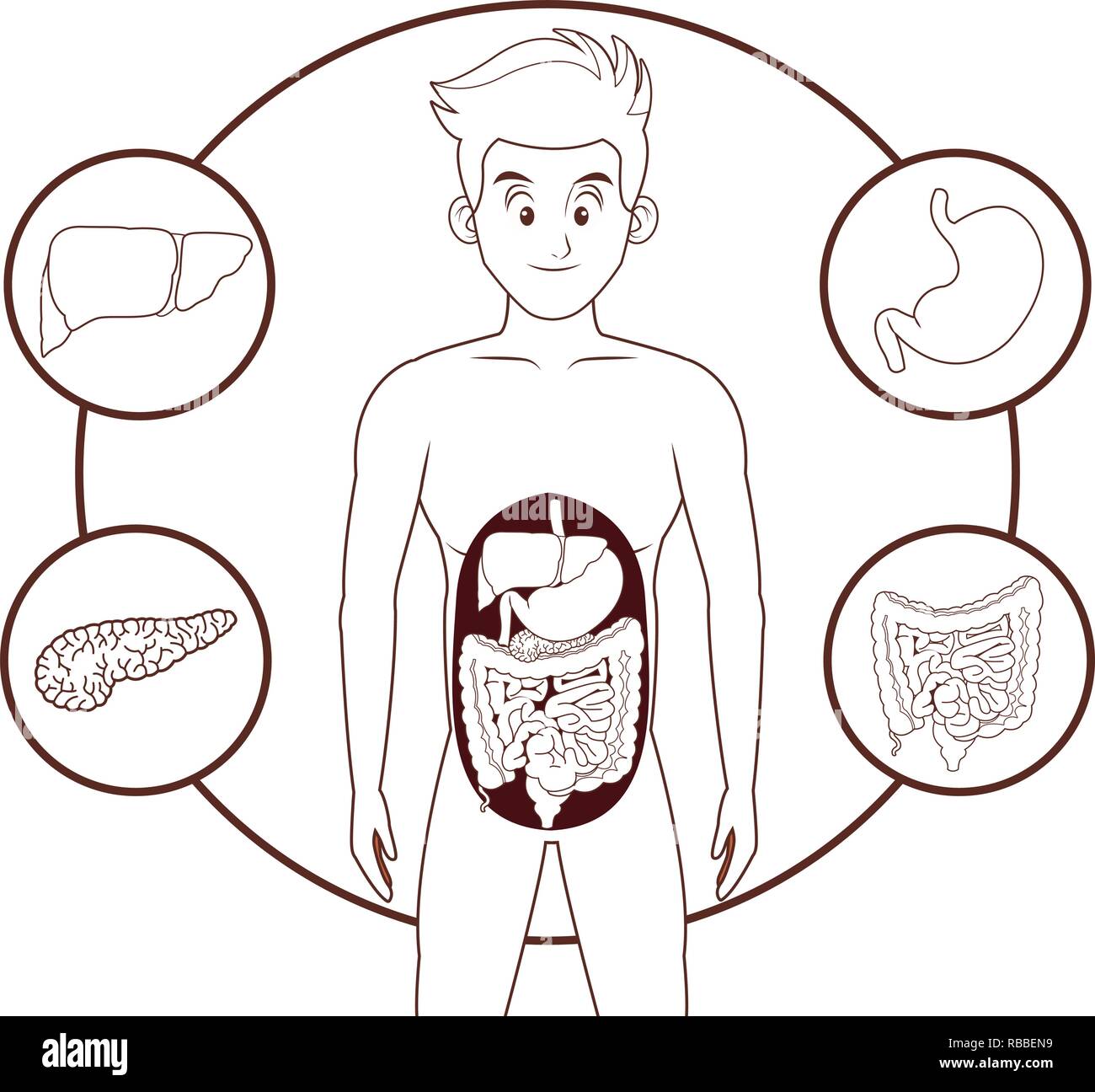 young human body anatomy Stock Vector Image & Art - Alamy