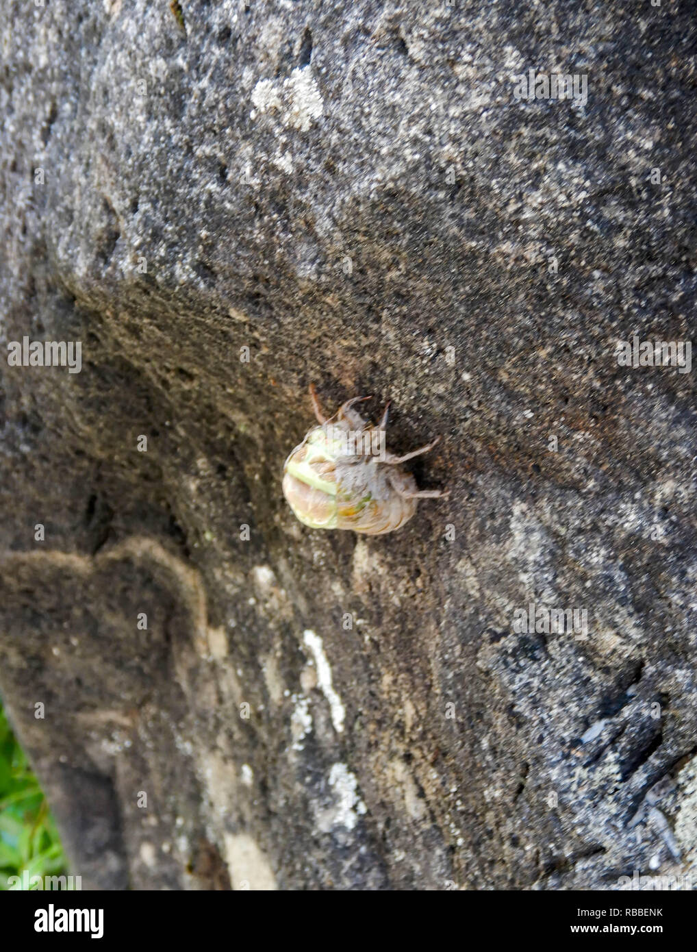 Cicada that is turning from larva to adult insect Stock Photo - Alamy
