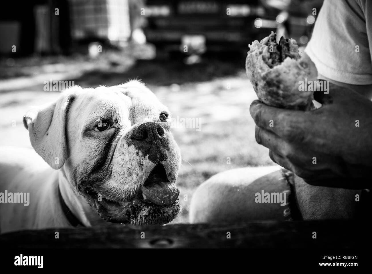 Photo hot dog Black and White Stock Photos & Images - Alamy