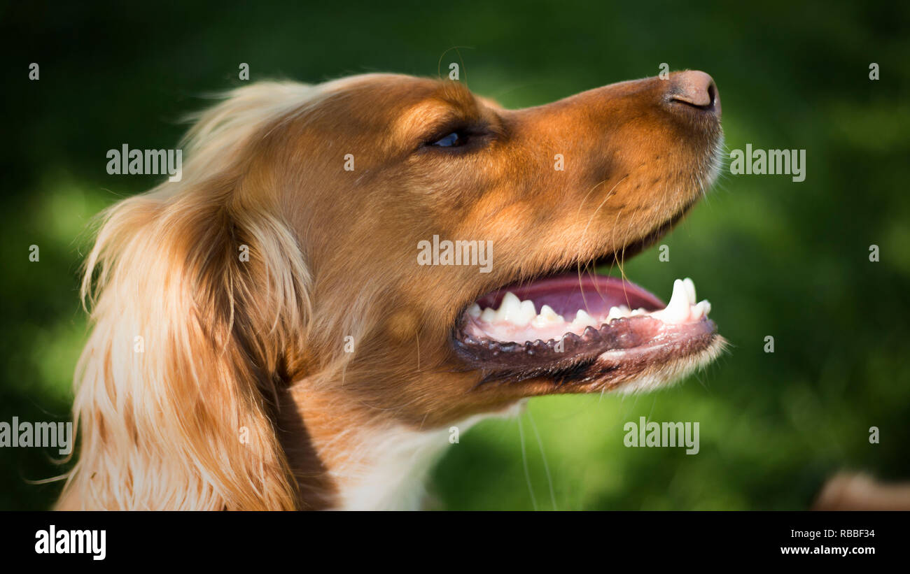 spaniel dog face portrait panting Stock Photo - Alamy