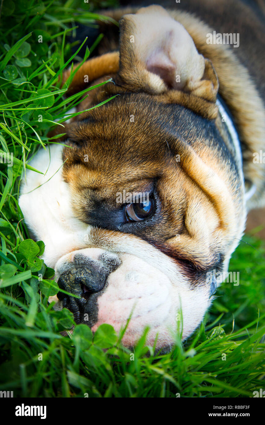british bull dog in grass Stock Photo - Alamy