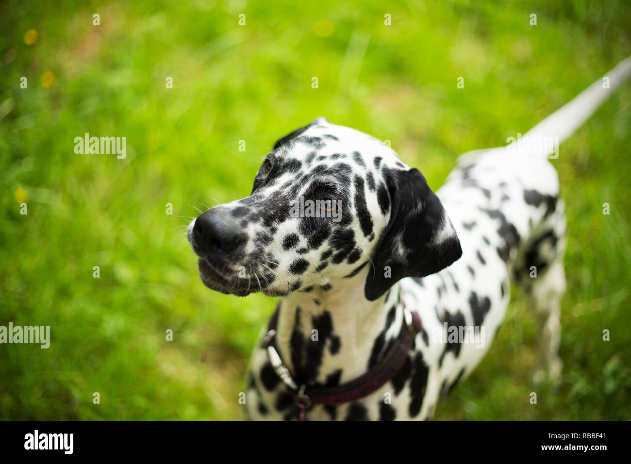 Dalmations High Resolution Stock Photography and Images - Alamy