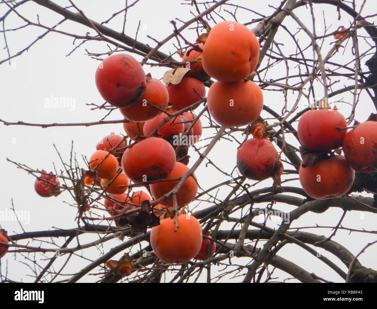 Persimmons hanging from the tree branch - Langhe, Piedmont Stock Photo - Alamy