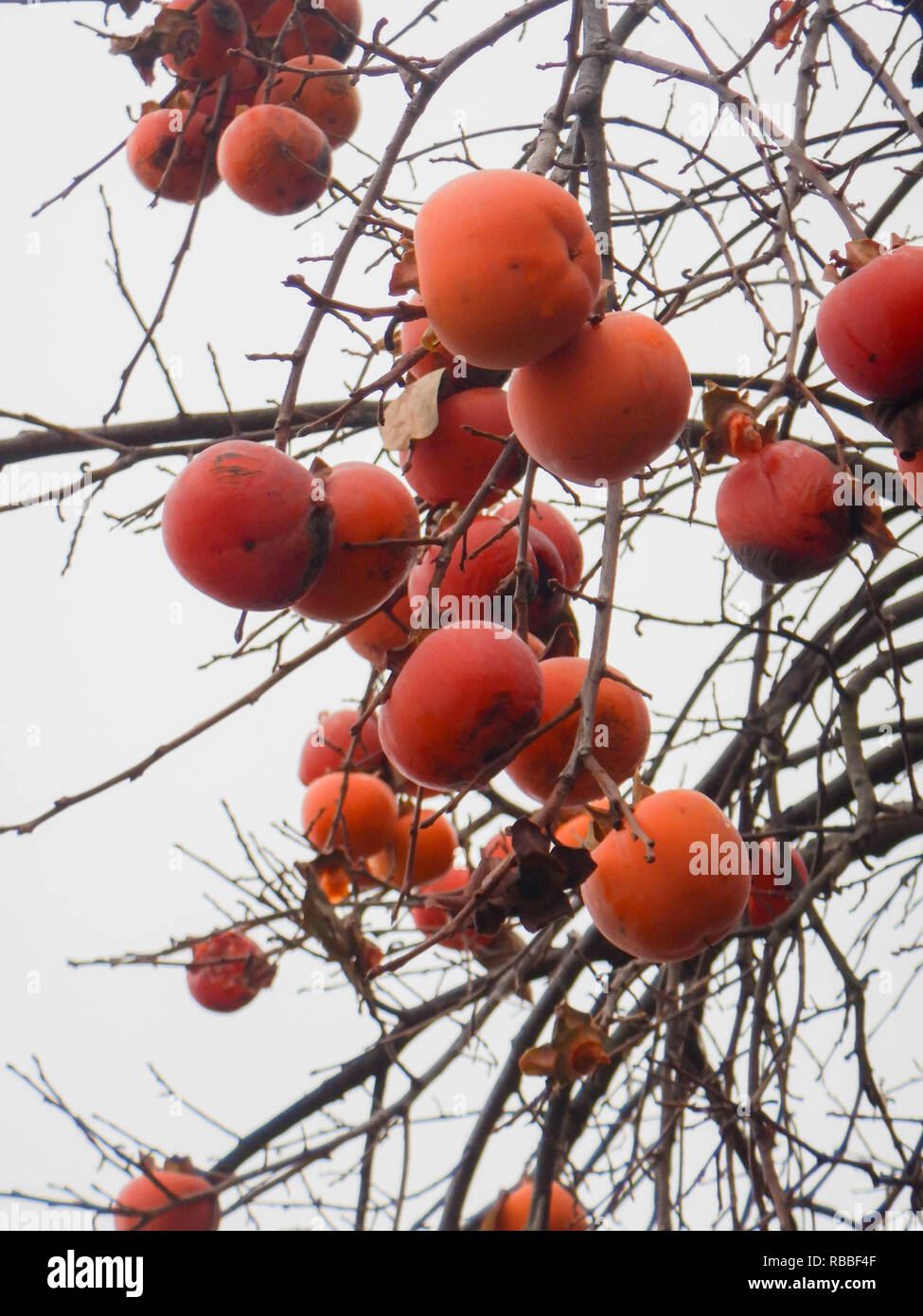 Persimmons hanging from the tree branch - Langhe, Piedmont Stock Photo - Alamy