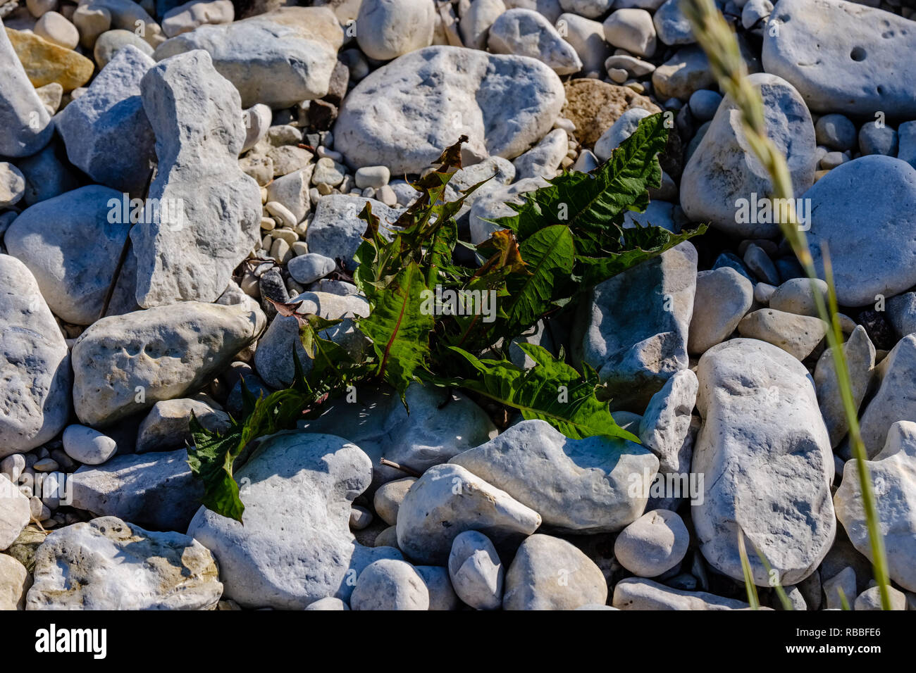 irregular dry plants on rock covered beach on the island. poor ...