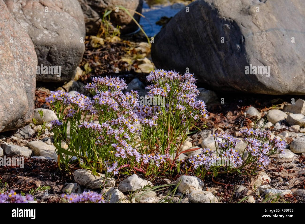irregular dry plants on rock covered beach on the island. poor ...