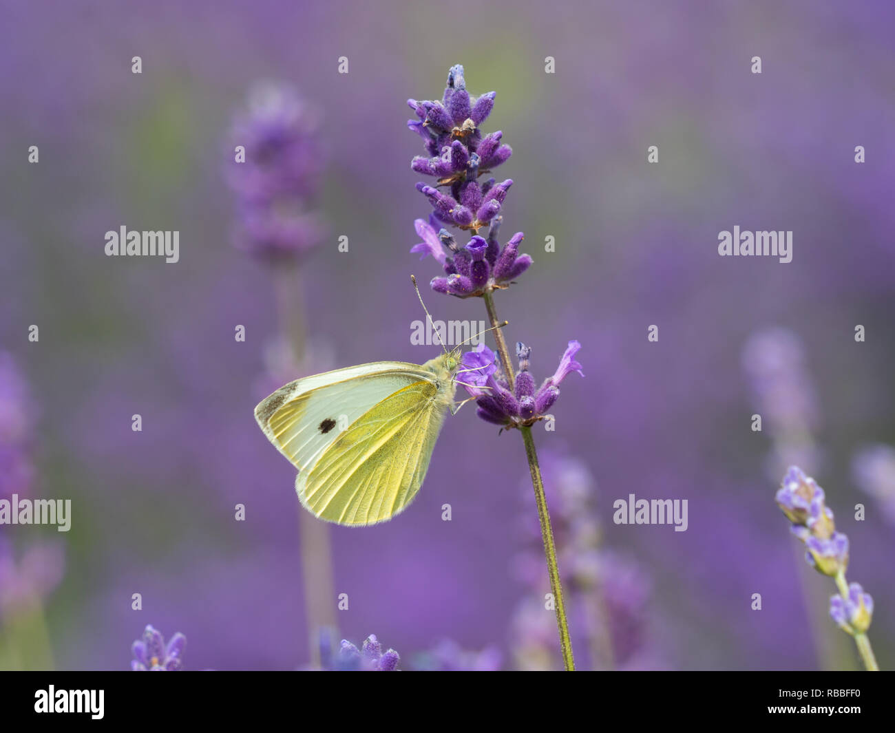 Purple veined cabbage hi-res stock photography and images - Alamy