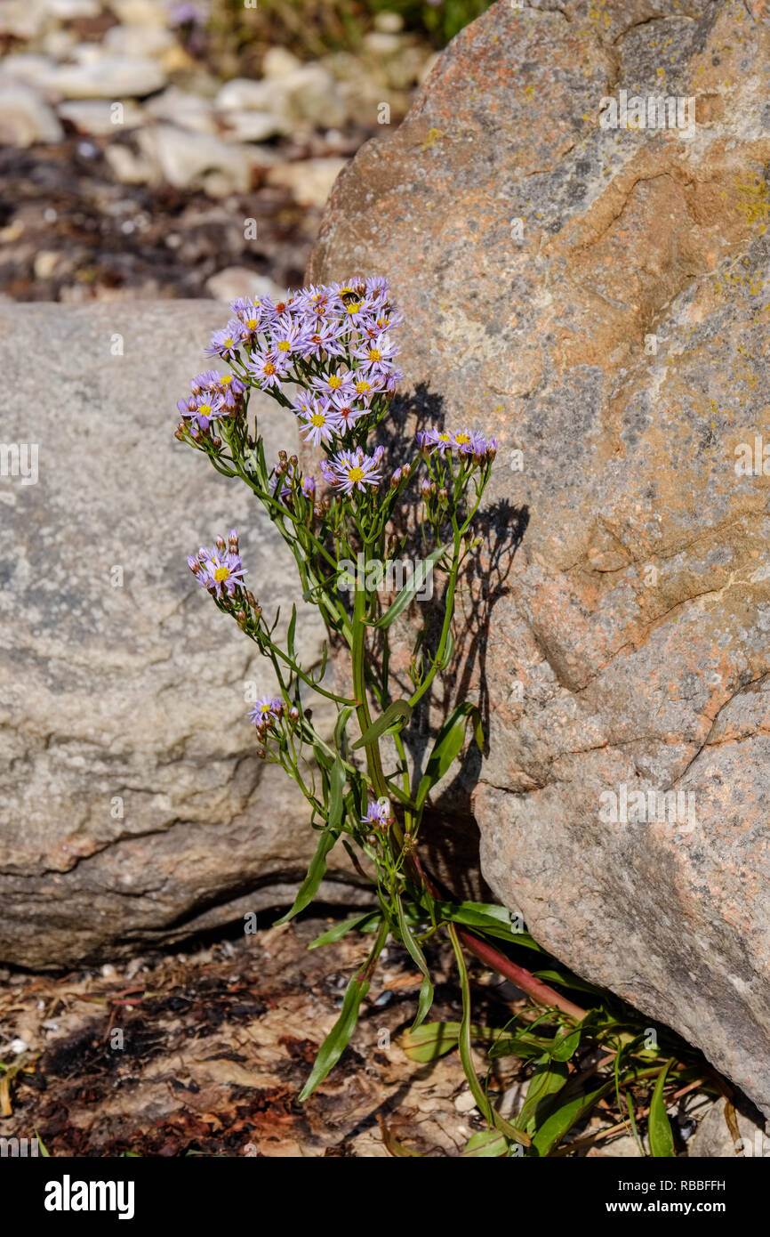 irregular dry plants on rock covered beach on the island. poor ...