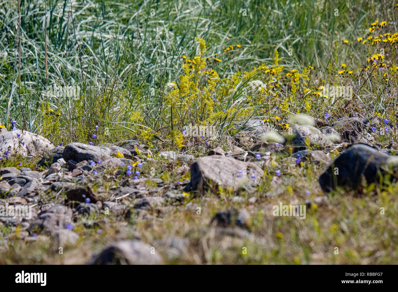 irregular dry plants on rock covered beach on the island. poor ...