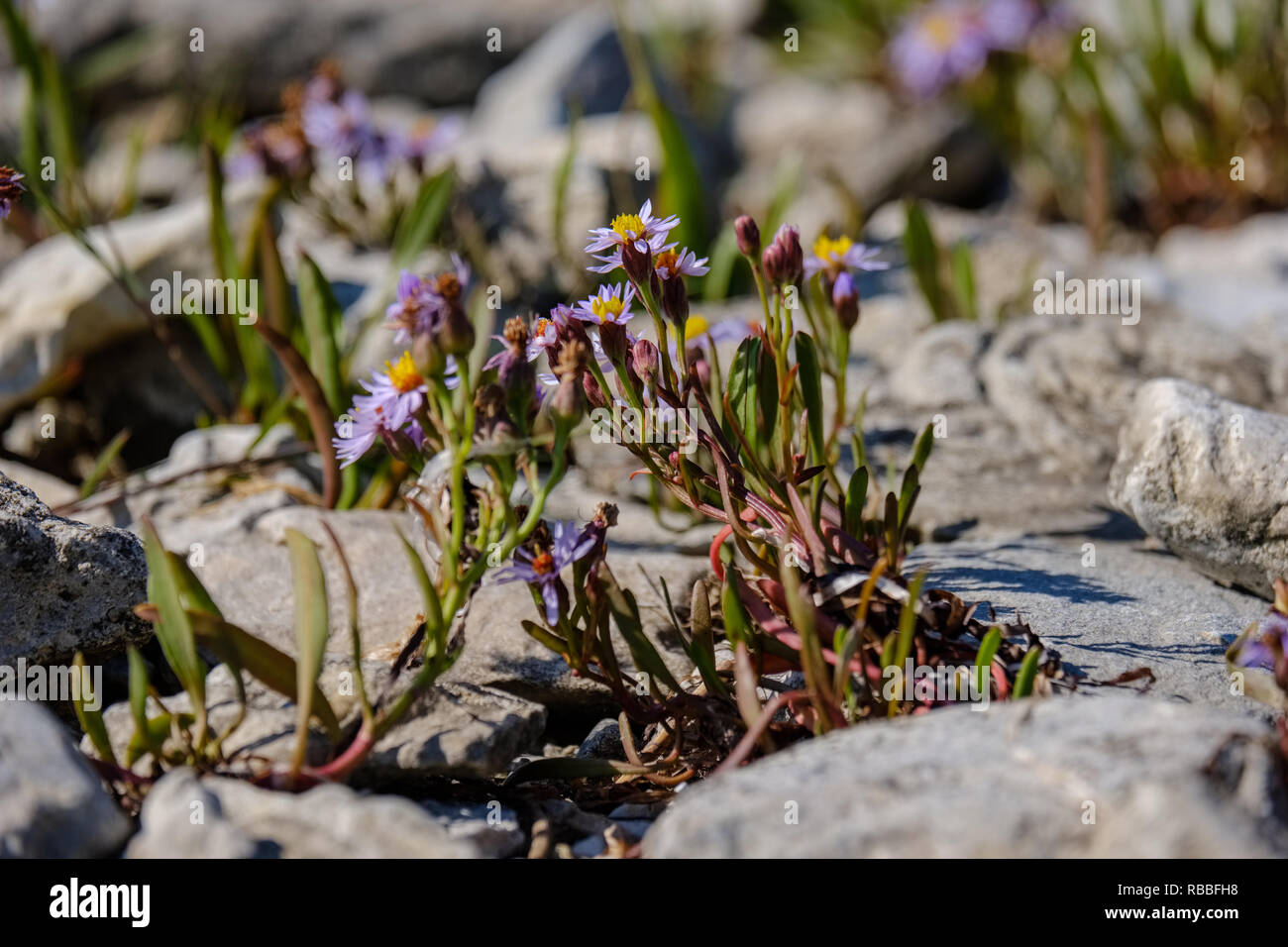 irregular dry plants on rock covered beach on the island. poor ...