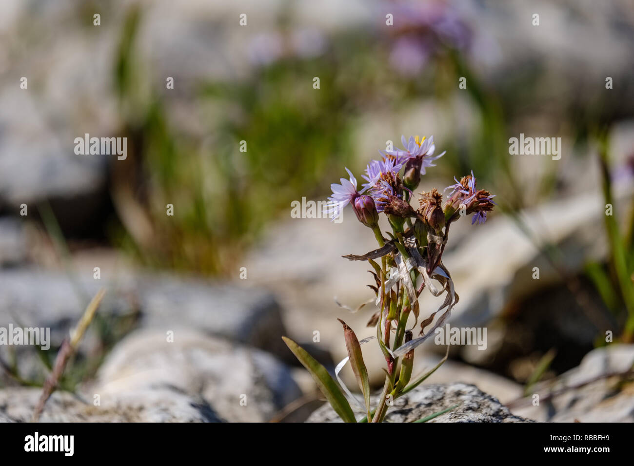 irregular dry plants on rock covered beach on the island. poor ...