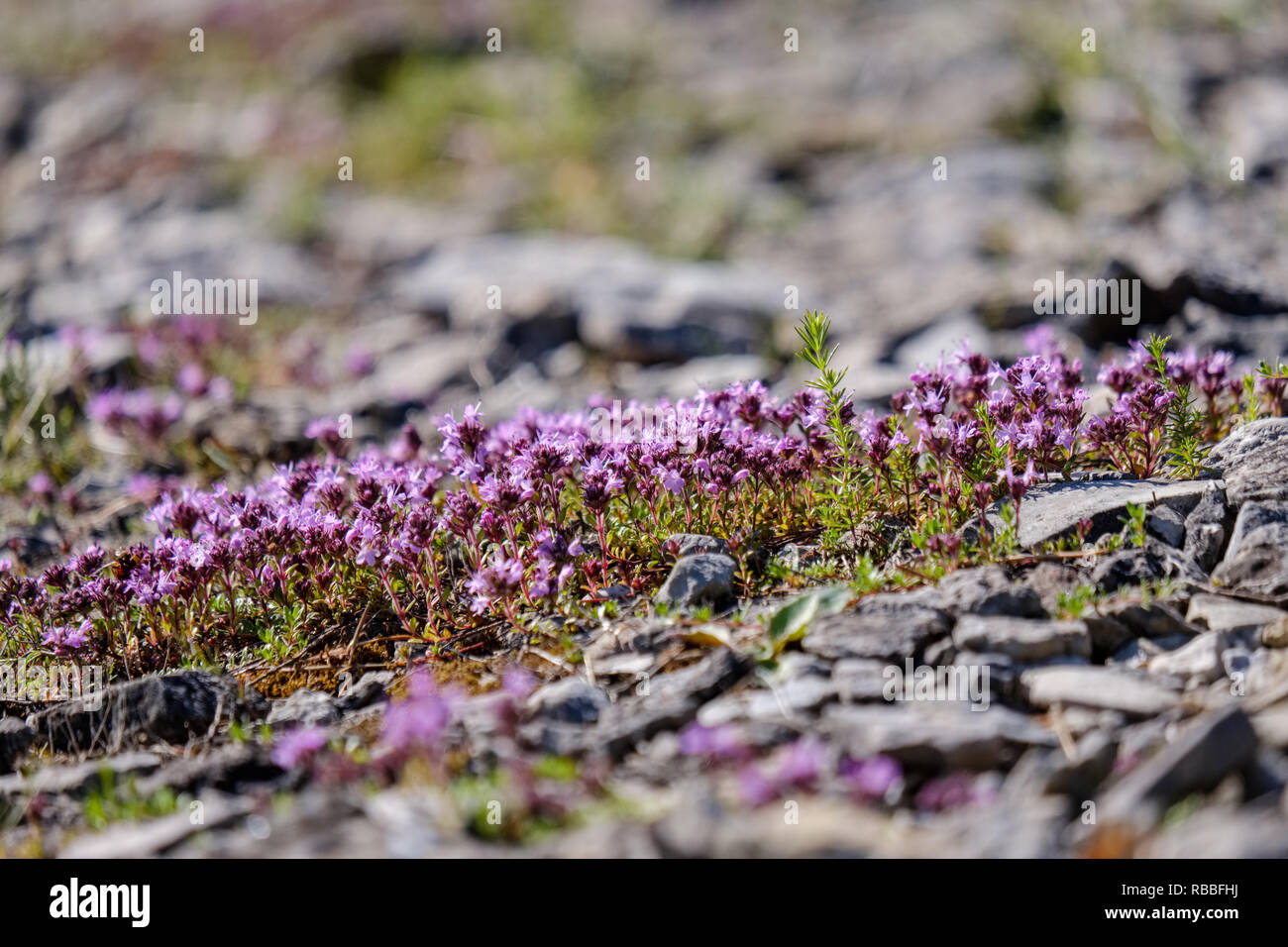 irregular dry plants on rock covered beach on the island. poor ...