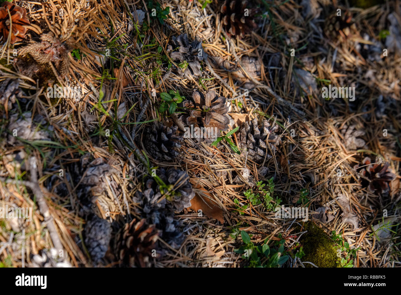 irregular dry plants on rock covered beach on the island. poor ...