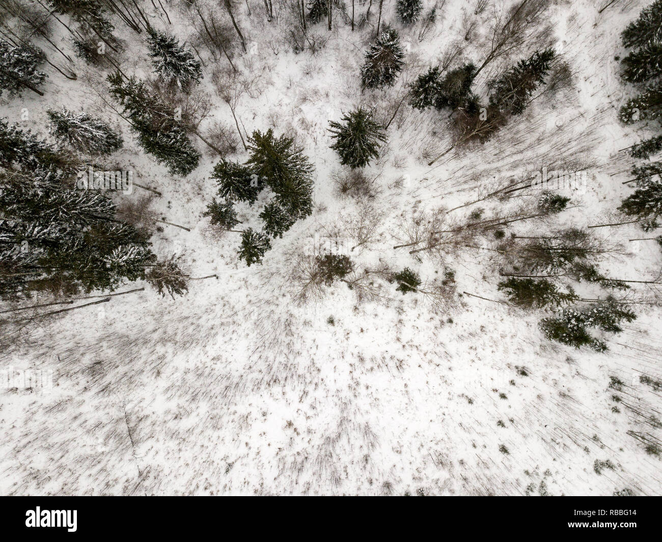 snowy trees in forest seen from above. drone image, winter snow forest ...