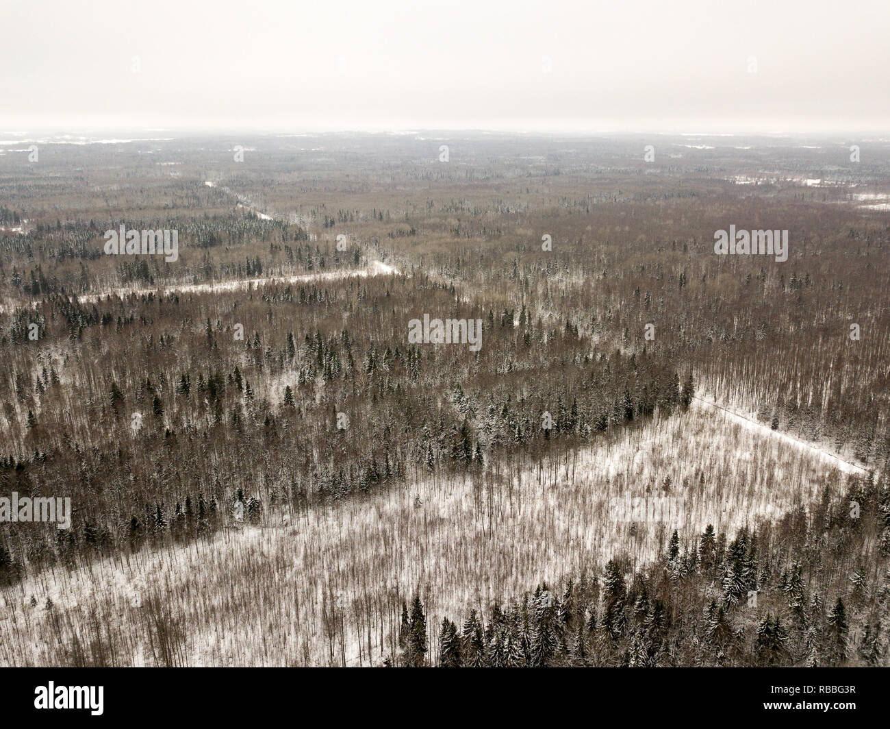 snowy trees in forest seen from above. drone image, winter snow forest ...