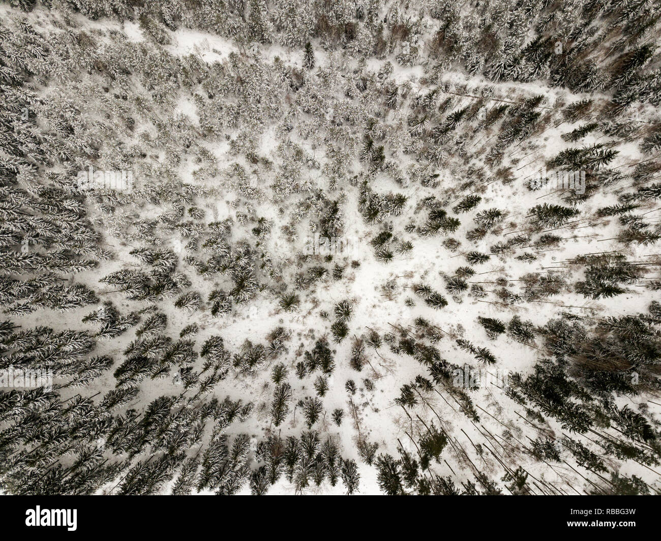 snowy trees in forest seen from above. drone image, winter snow forest ...