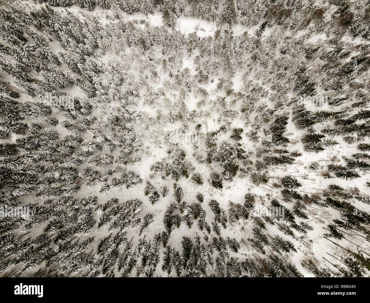 snowy trees in forest seen from above. drone image, winter snow forest ...