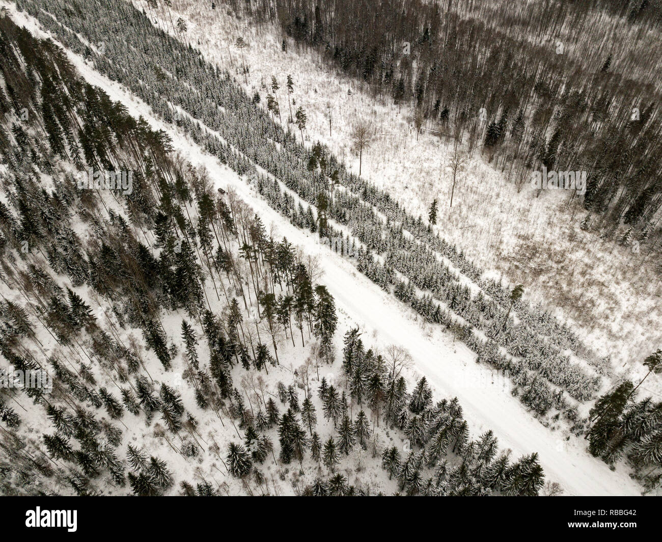 snowy trees in forest seen from above. drone image, winter snow forest ...
