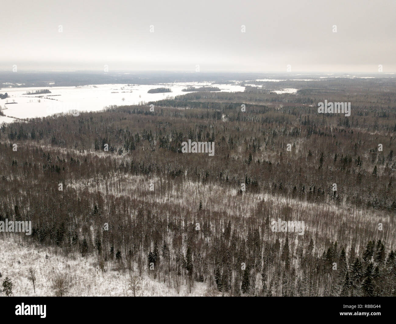 snowy trees in forest seen from above. drone image, winter snow forest ...