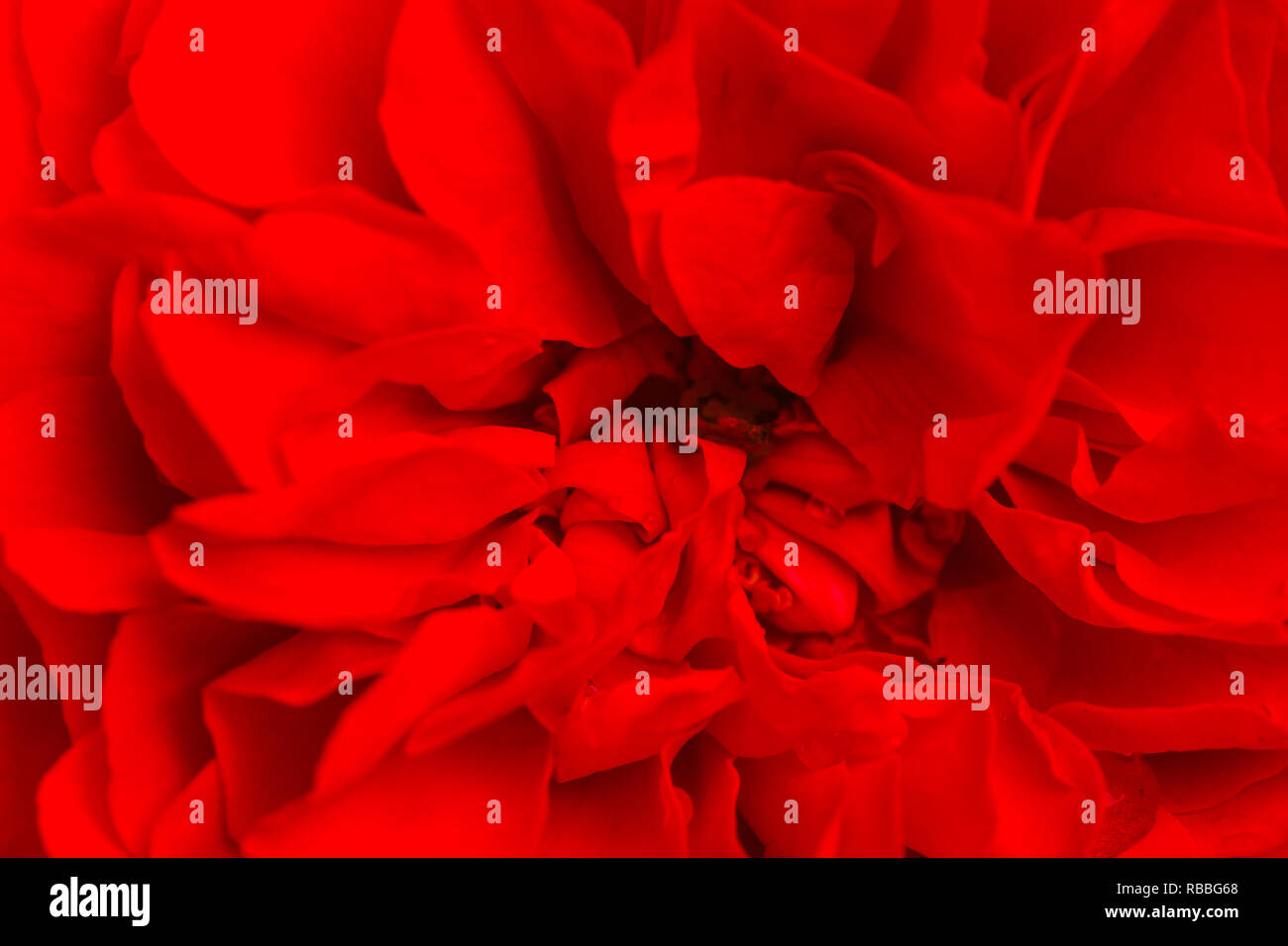 Unfocused blur rose petals, abstract romance background, pastel and ...