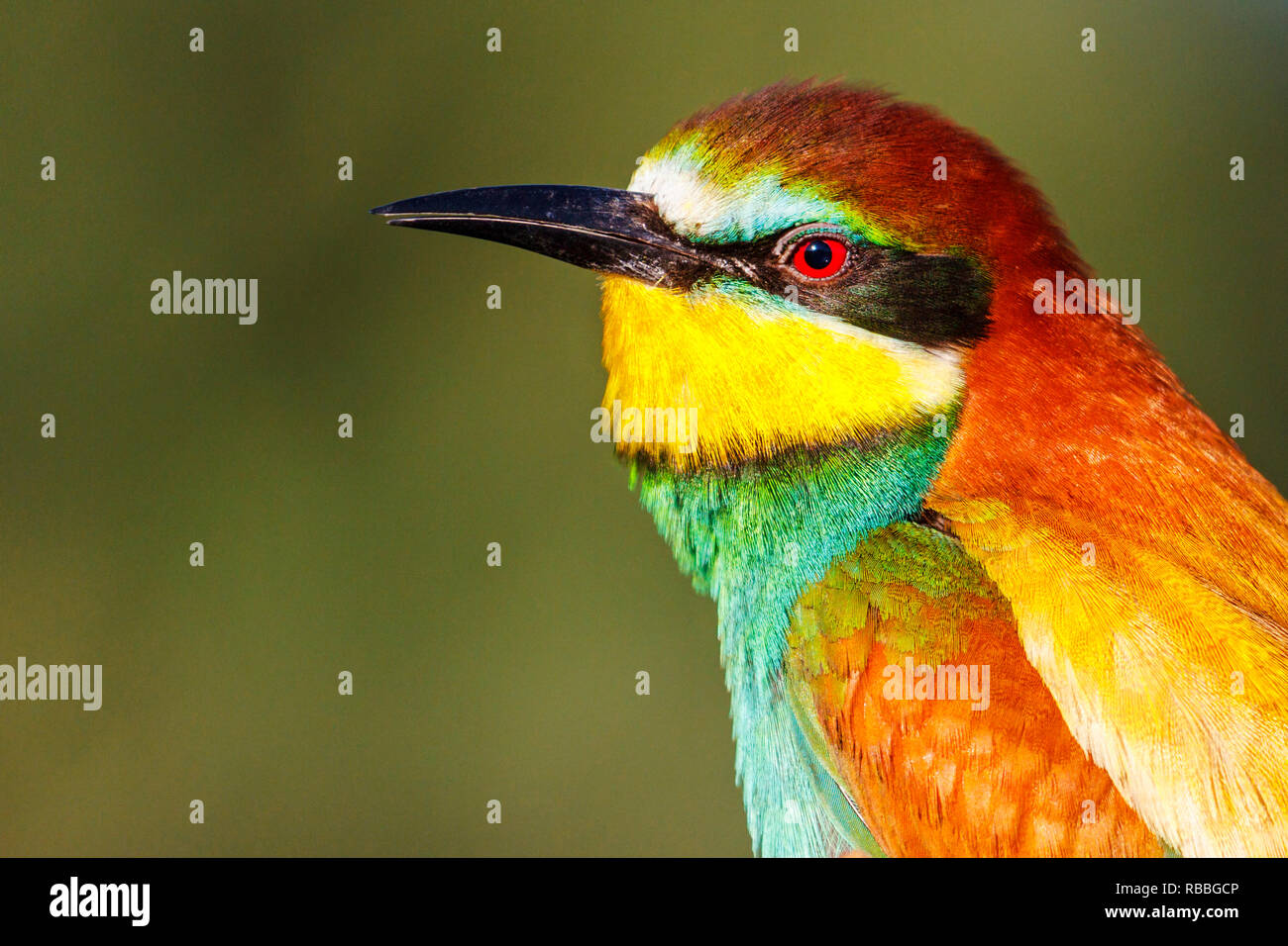 color portrait of bee-eaters birds, wonderful colors, wildlife Stock ...