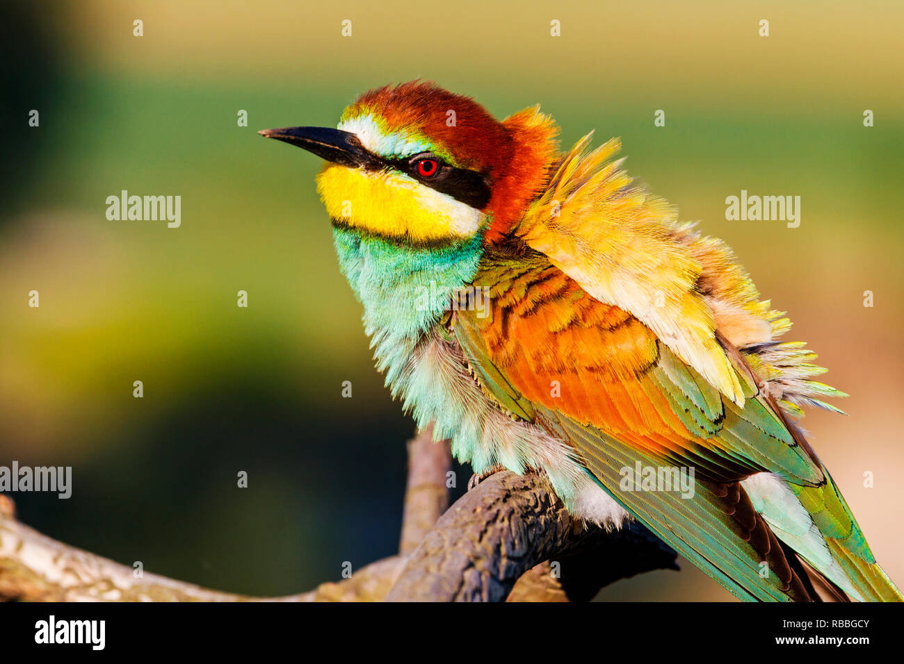 colored bird is disturbing its feathers, wonderful colors, wildlife ...