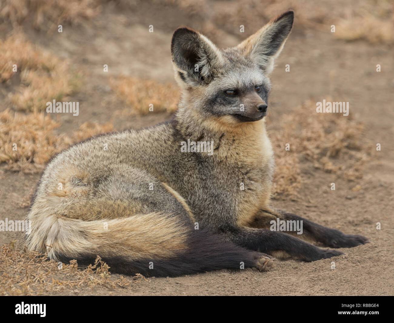 Bat Eared Fox Stock Photo - Alamy