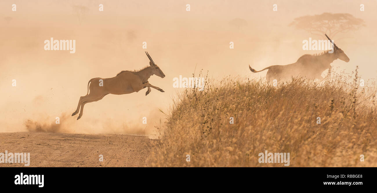 Running eland hi-res stock photography and images - Alamy